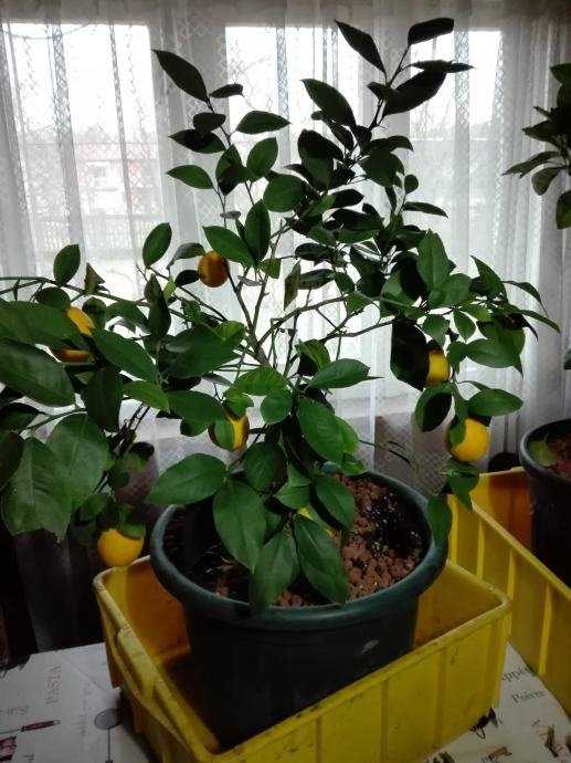 Nacijepljeno stablo limuna