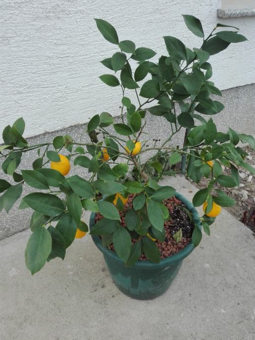 Nacijepljeno stablo limuna