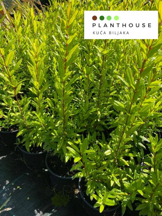 Nar crveni (šipak) / Punica granatum Angel red / SADNICE