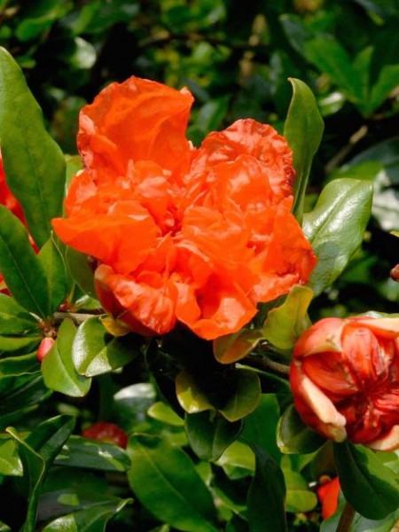 Nar, mogranj, punica granatum, sadnice