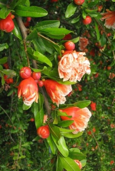 Nar / Šipak / Punica Granatum Legrellei / SADNICE