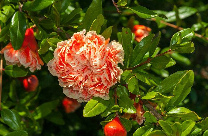 Nar / Šipak / Punica Granatum Legrellei / SADNICE