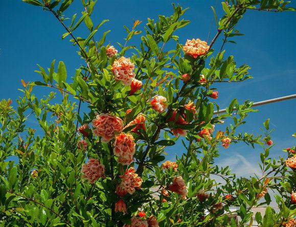 Nar / Šipak / Punica Granatum Legrellei / SADNICE
