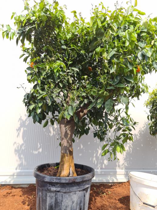 Naranča stablo