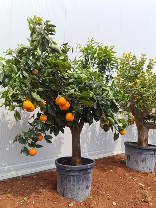 Naranča stablo