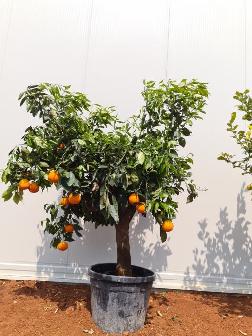 Naranča stablo