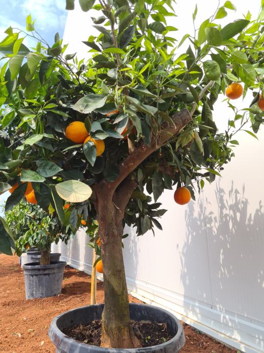 Naranča stablo