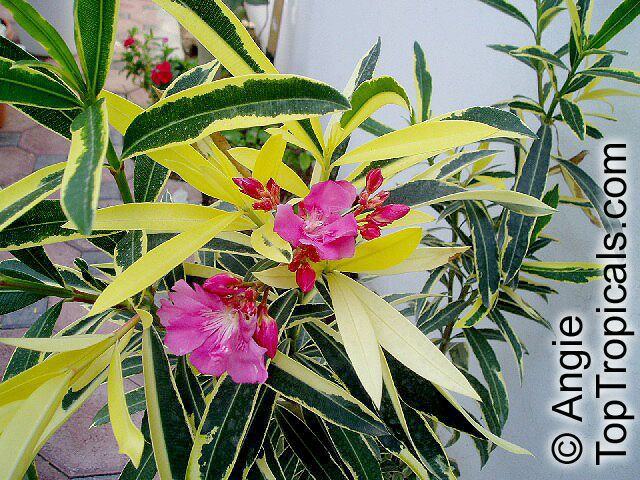 NERIUM-OLEANDER VARIEGATED DOUBLE