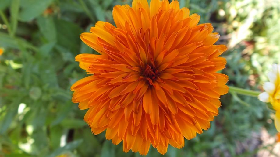 Neven (calendula officinalis)-sjeme