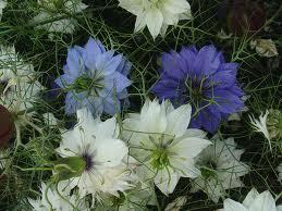 Nigella damascena-crnjika, sjeme