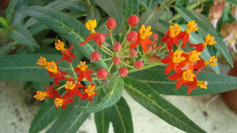 OLEANDER JAPANSKI KRALJEVSKI VIŠE BOJA VIŠEGODIŠNJE SADNICE PRODAJEMO