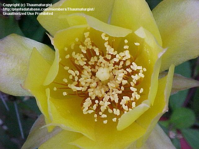 Opuntia --cacanapa ELLISIANA--2O SJEMENKI