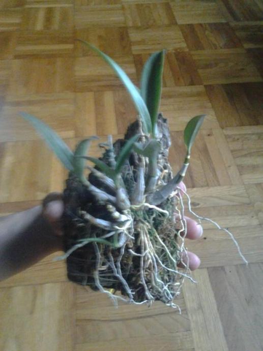 orhideja Dendrobium kingianum