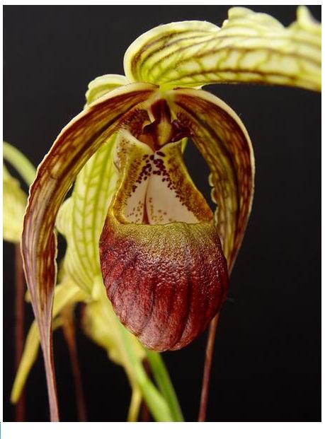 Orhideja Phragmipedium caudatum / popowii