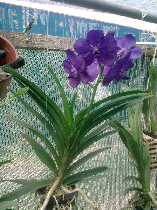 orhideja vanda ljubičasta