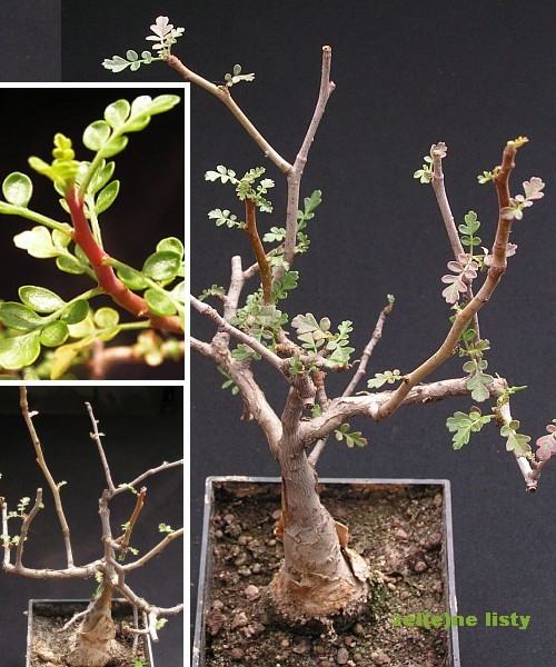 PACHYCORMUS DISCOLOR