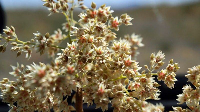 PACHYCORMUS DISCOLOR