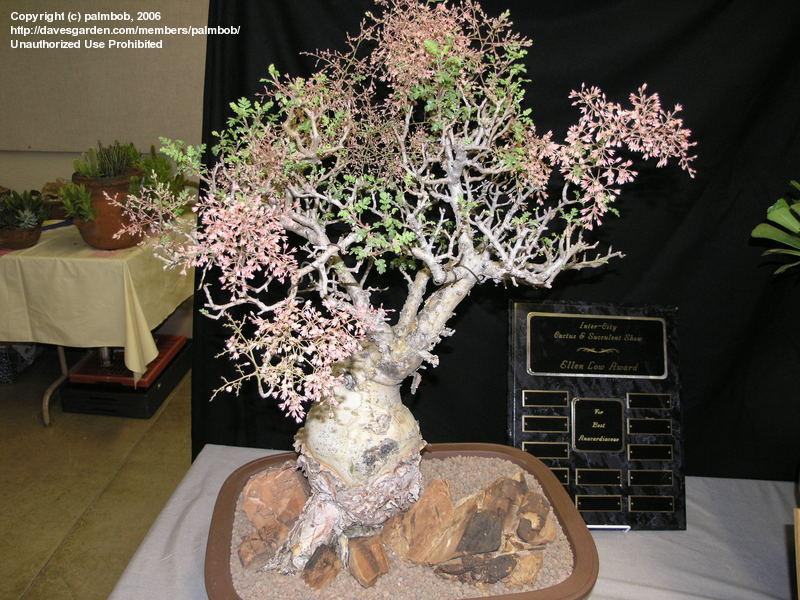 PACHYCORMUS DISCOLOR