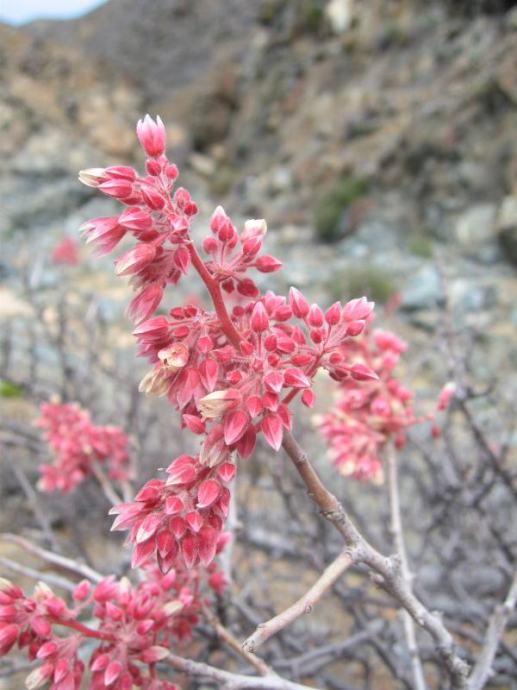 PACHYCORMUS DISCOLOR
