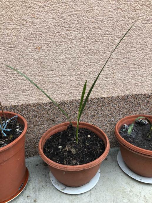 Palma datulja sadnica