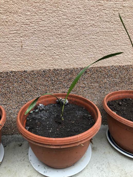 Palma datulja sadnica