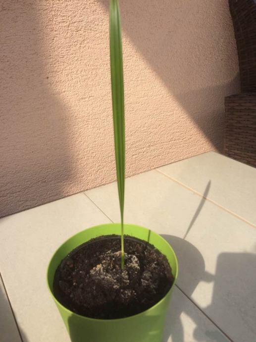 Palma Datulja - sadnica