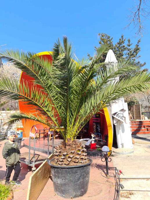 Palma PHOENIX CANARIENSIS Kanarska Datulja