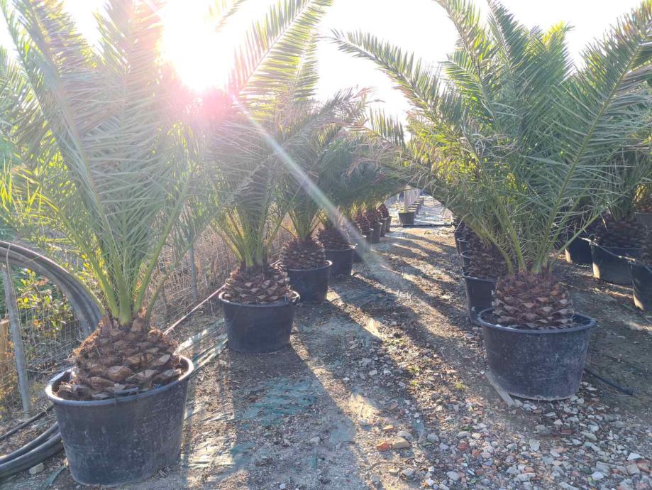 Palma PHOENIX CANARIENSIS Kanarska Datulja