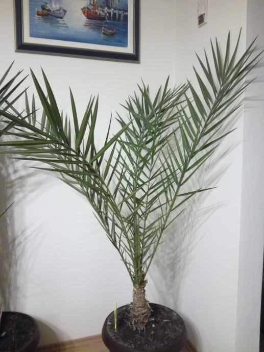 Palme 2 komada (kanarska datulja)