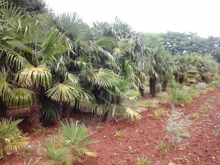Palme i sadnice Porec