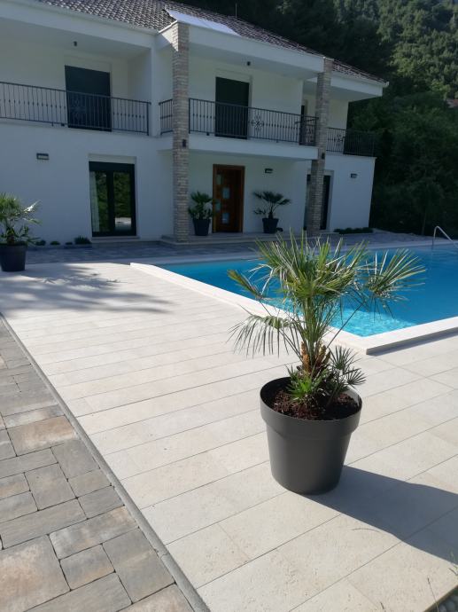 Palme sadnice