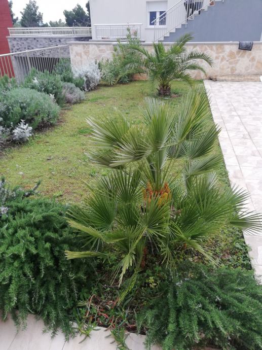 Palme sadnice