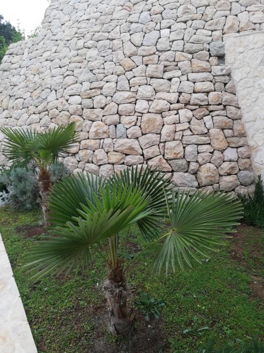 Palme sadnice