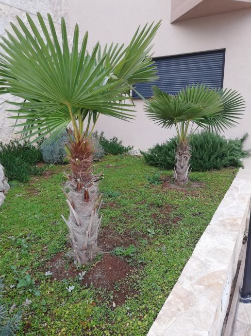 Palme sadnice