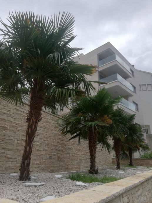 Palme sadnice