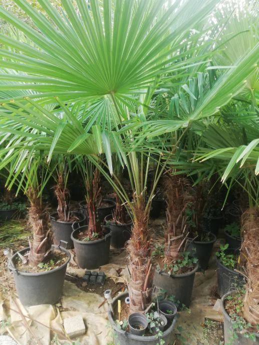 Palme sadnice