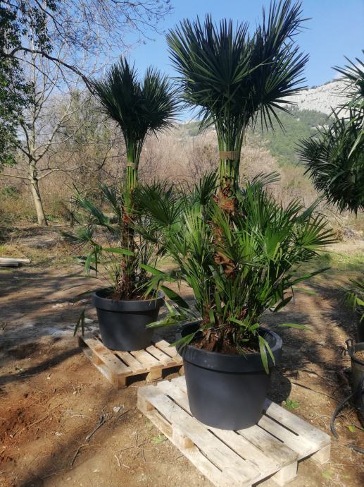 Palme sadnice