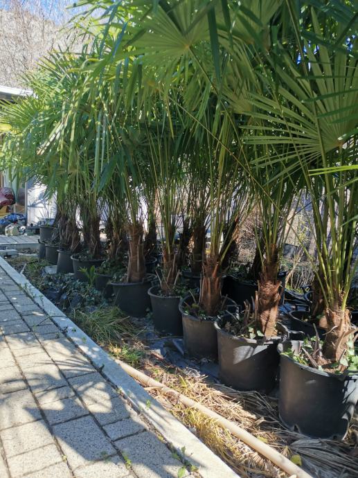 Palme sadnice