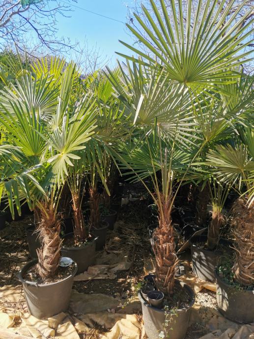 Palme sadnice
