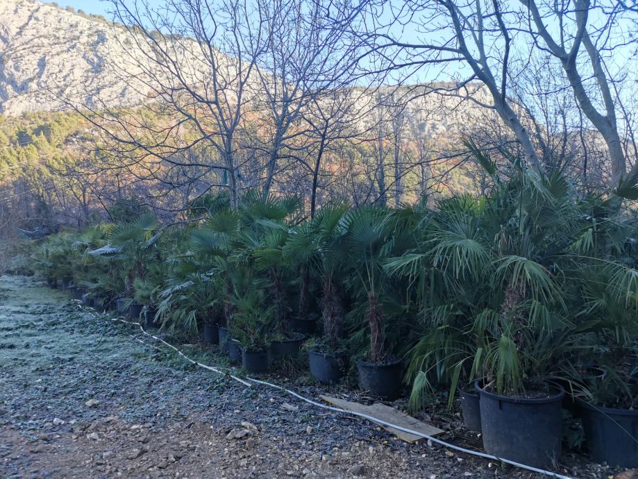 Palme sadnice