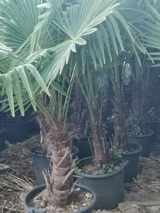 Palme sadnice