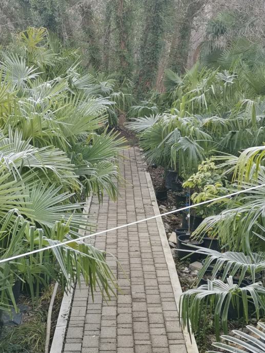 Palme sadnice