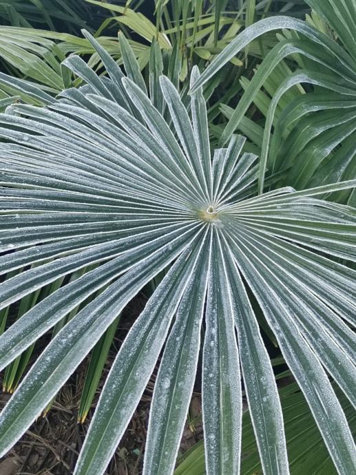 Palme sadnice