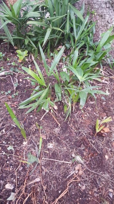Palme, sadnice