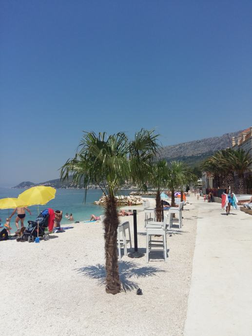 Palme sadnice