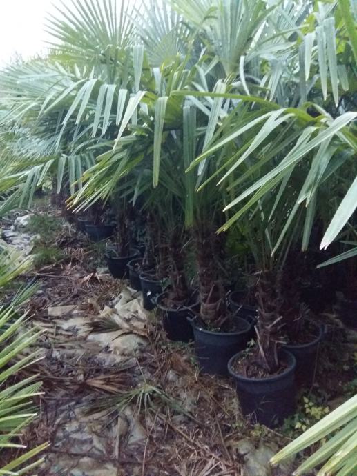 Palme sadnice