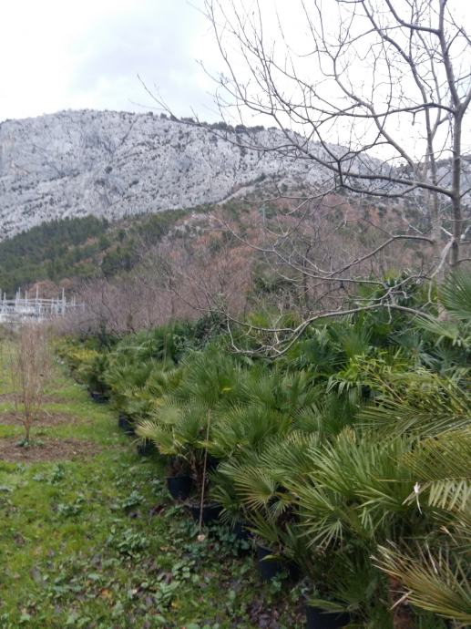 Palme sadnice