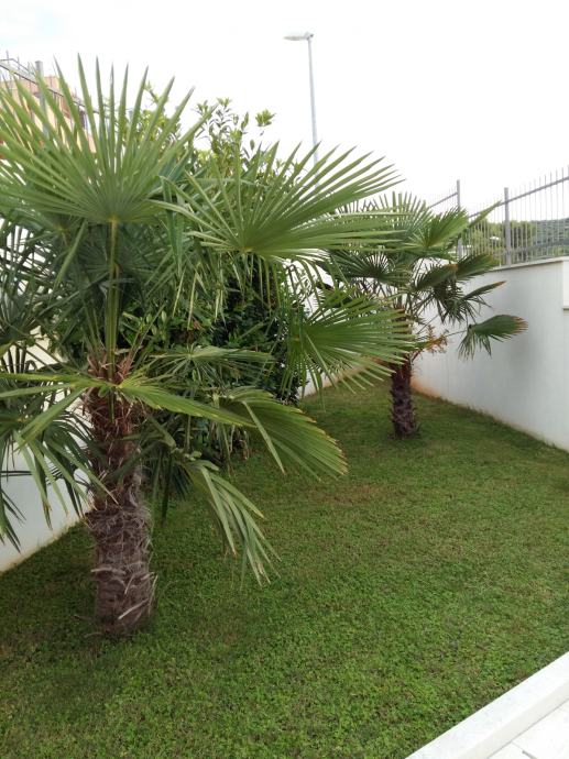 Palme sadnice