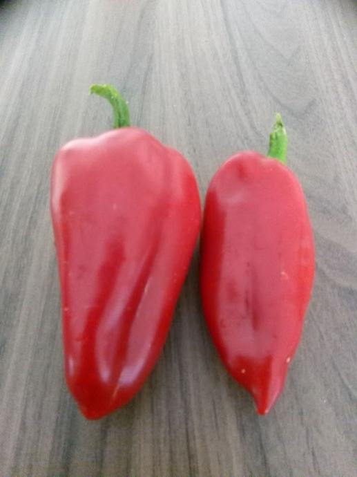 Paprika rog crvena SJEME