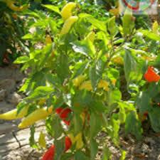 Paprika roga mađarska ljuta 30 sjemenki